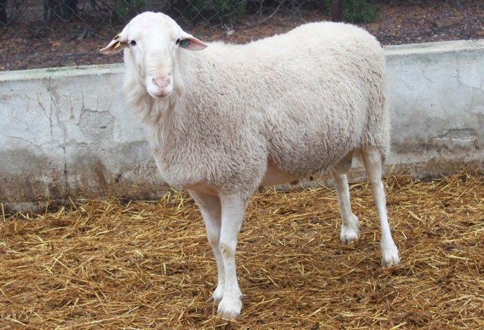 Rasa Aragonesa - RFEAGAS