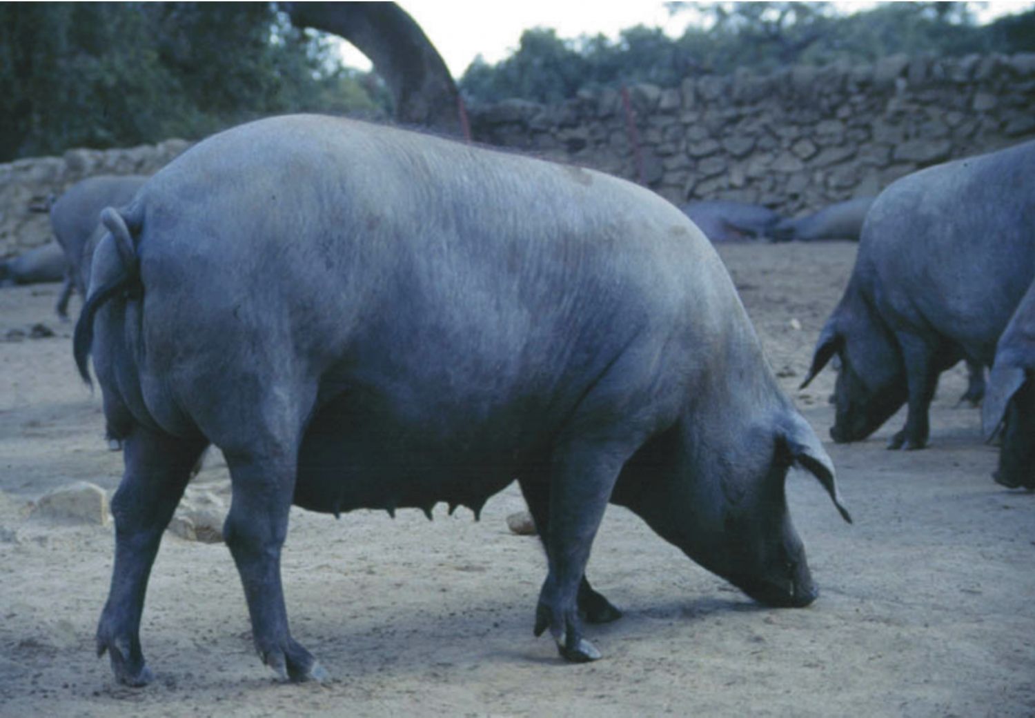 Ibérico Retinto - RFEAGAS