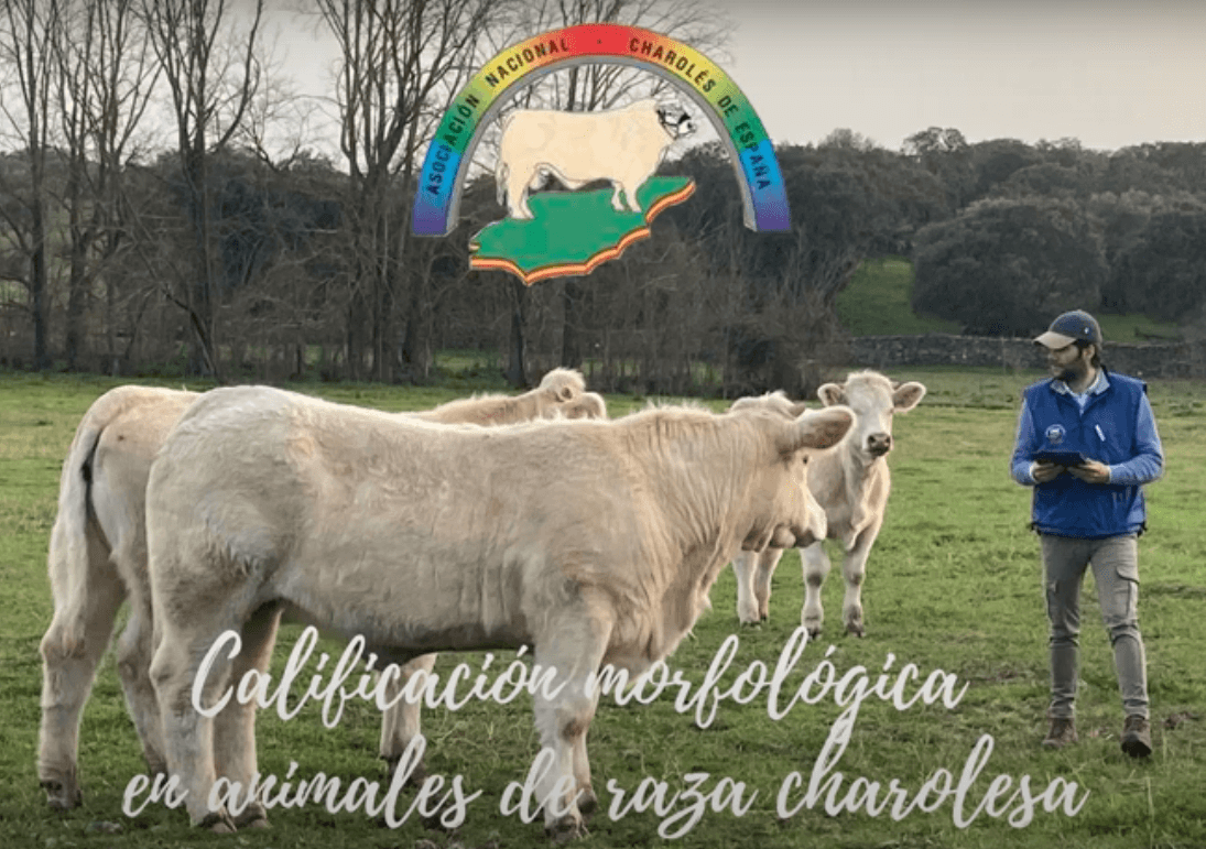 La Asociación de Charolés publica un vídeo sobre calificación morfológica