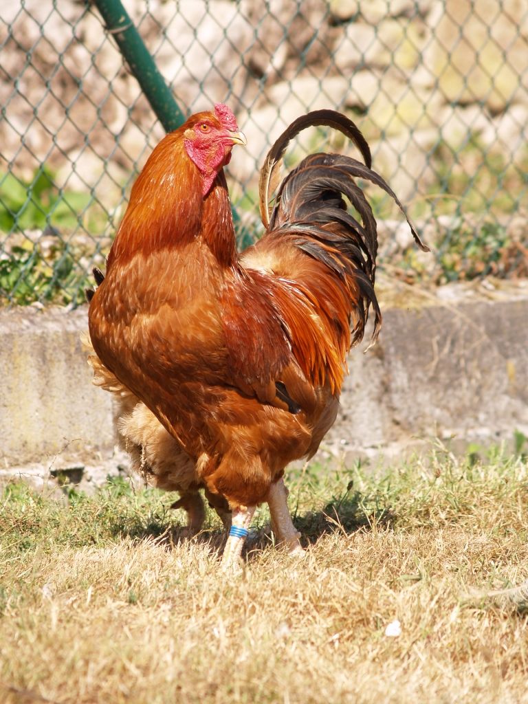 Gallina del Mos - RFEAGAS