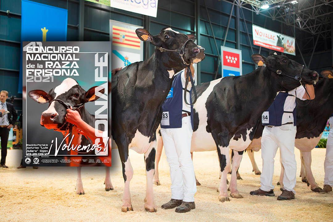 CONAFE celebra el 41º Concurso Nacional de la Raza Frisona