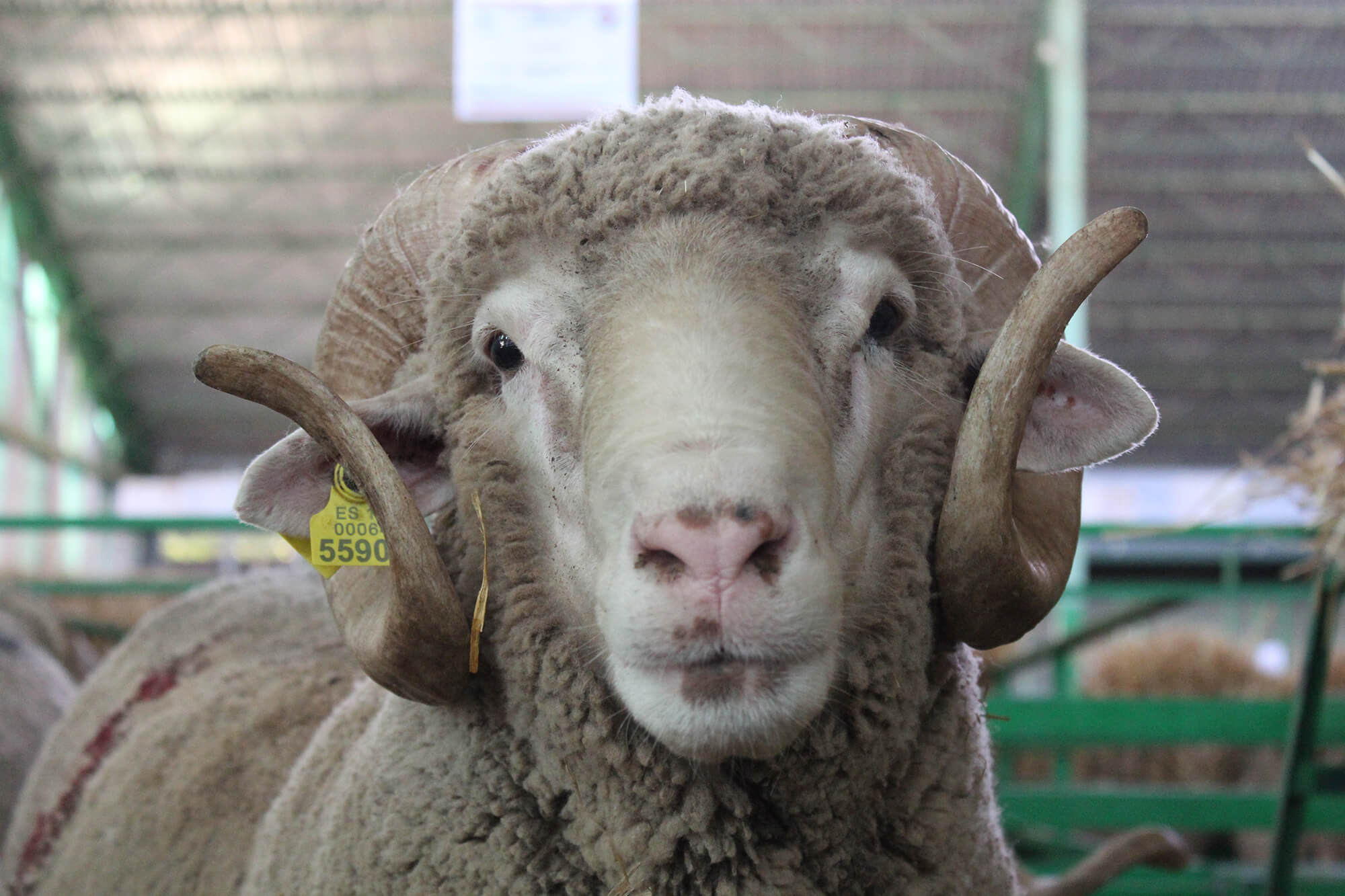 La raza Merina adjudica 19 lotes de hembras en la Subasta de Zafra