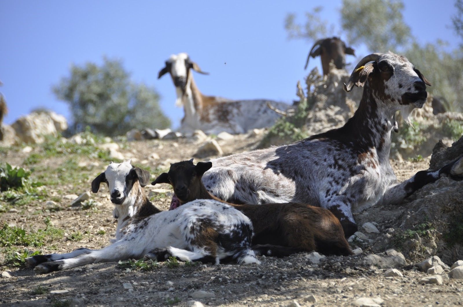 Comisión de Seguimiento del Programa de Cría de la raza Payoya