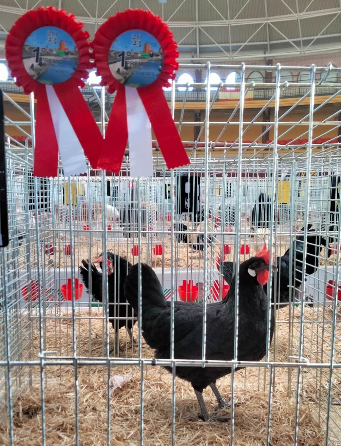 Una Castellana Negra obtiene la máxima puntuación en Alba de Tormes