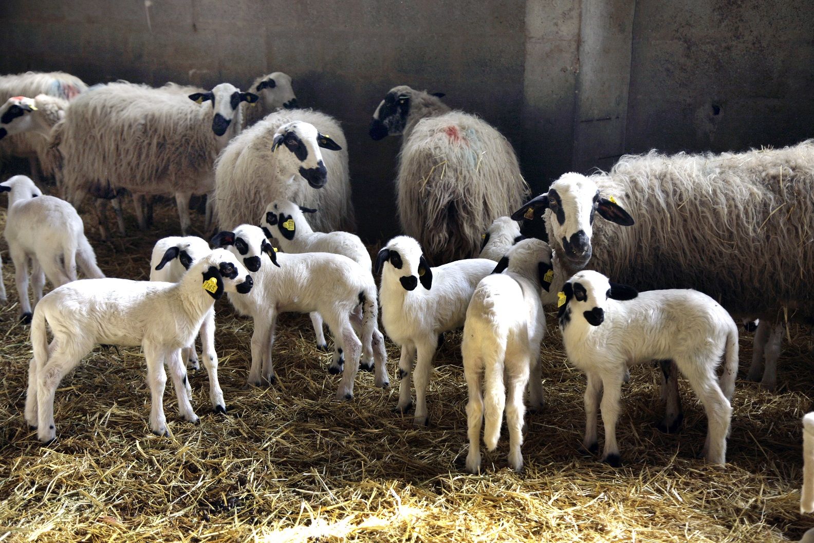 Palencia renueva su colaboración con la Asociación de raza Churra