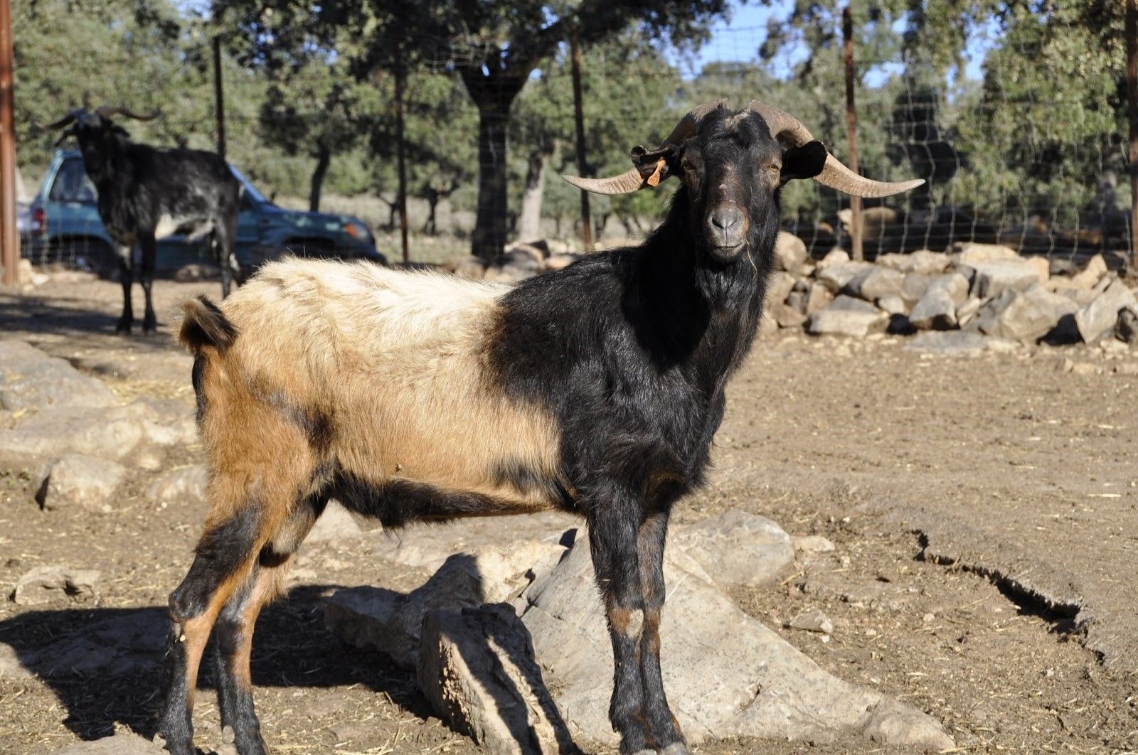 Sementales de Payoya se incorporan a la Diputación de Córdoba